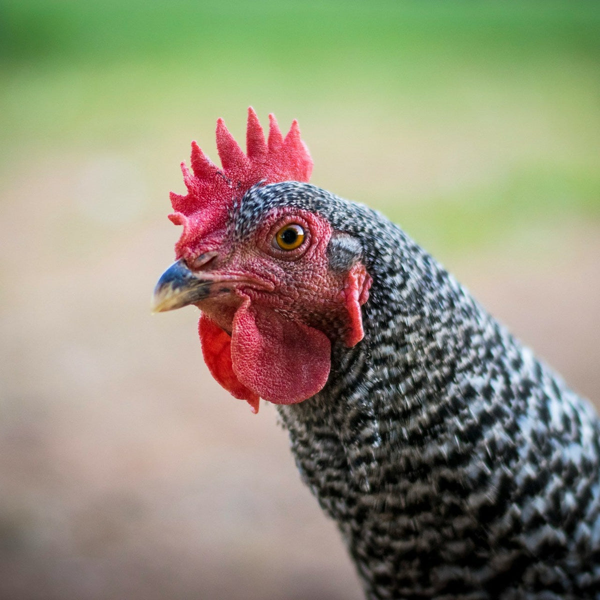 Comparing Heritage vs. Jidori Premium Chicken – JidoriHome