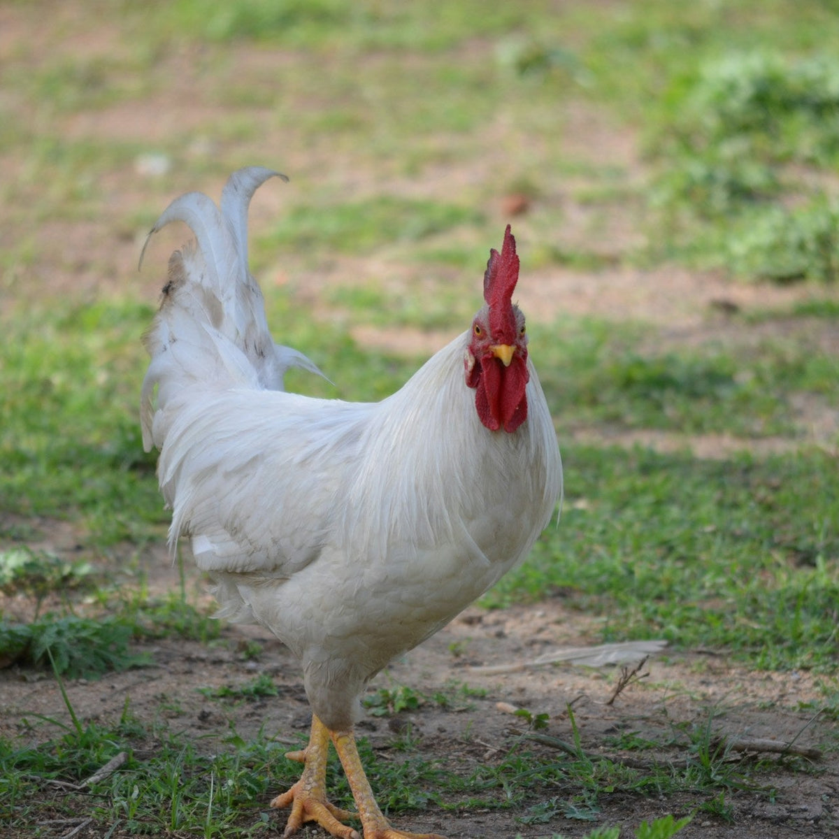 From Our Farm to Your Doorstep: The Jidori Chicken Process – JidoriHome