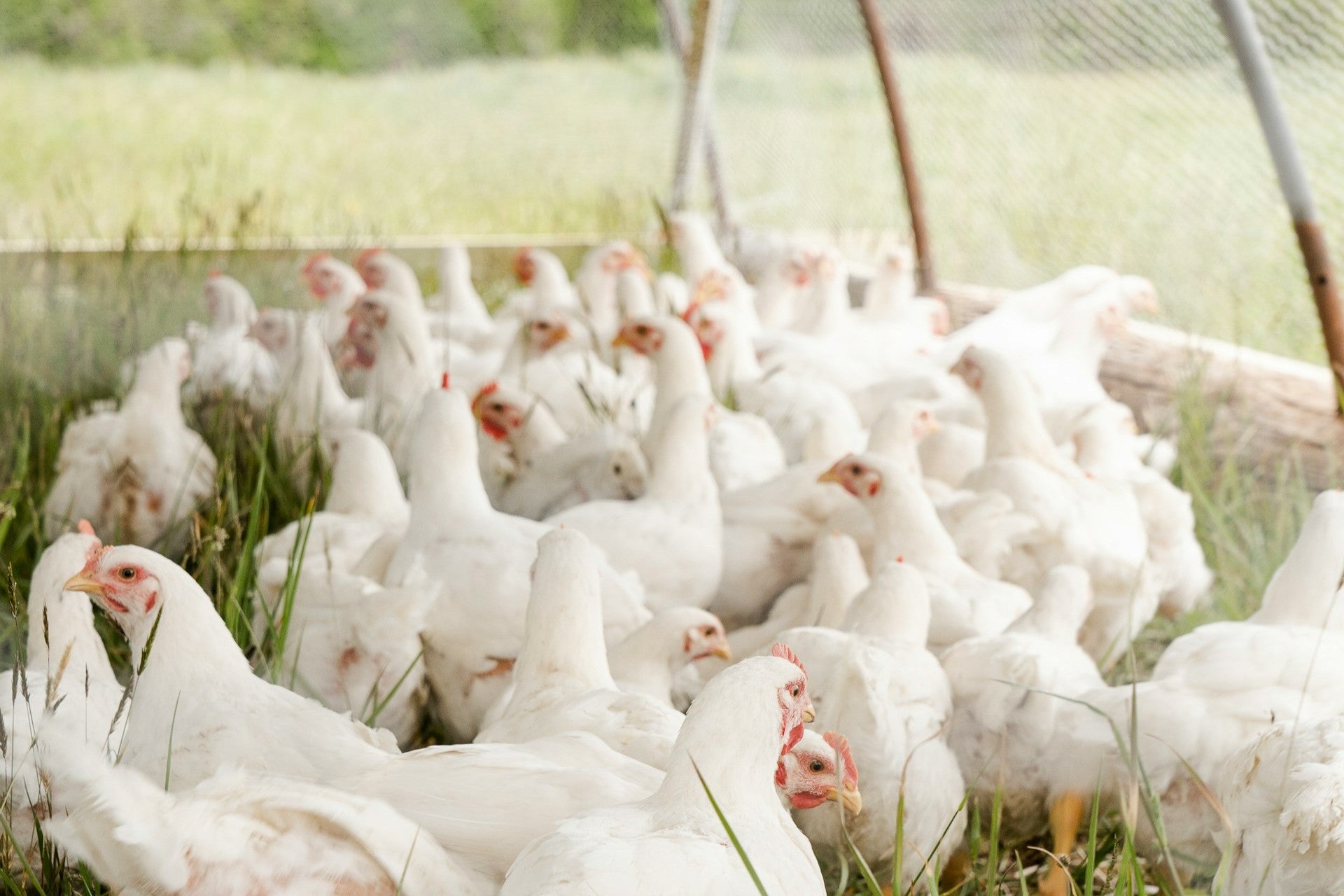 Jidori Chicken store – JidoriHome